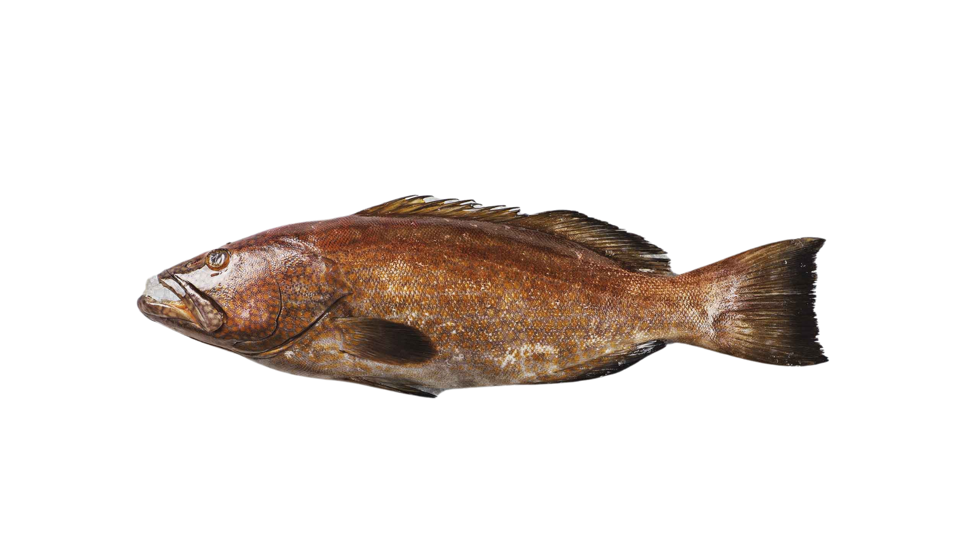 Vasco Louro – Comércio de Peixe, Lda.