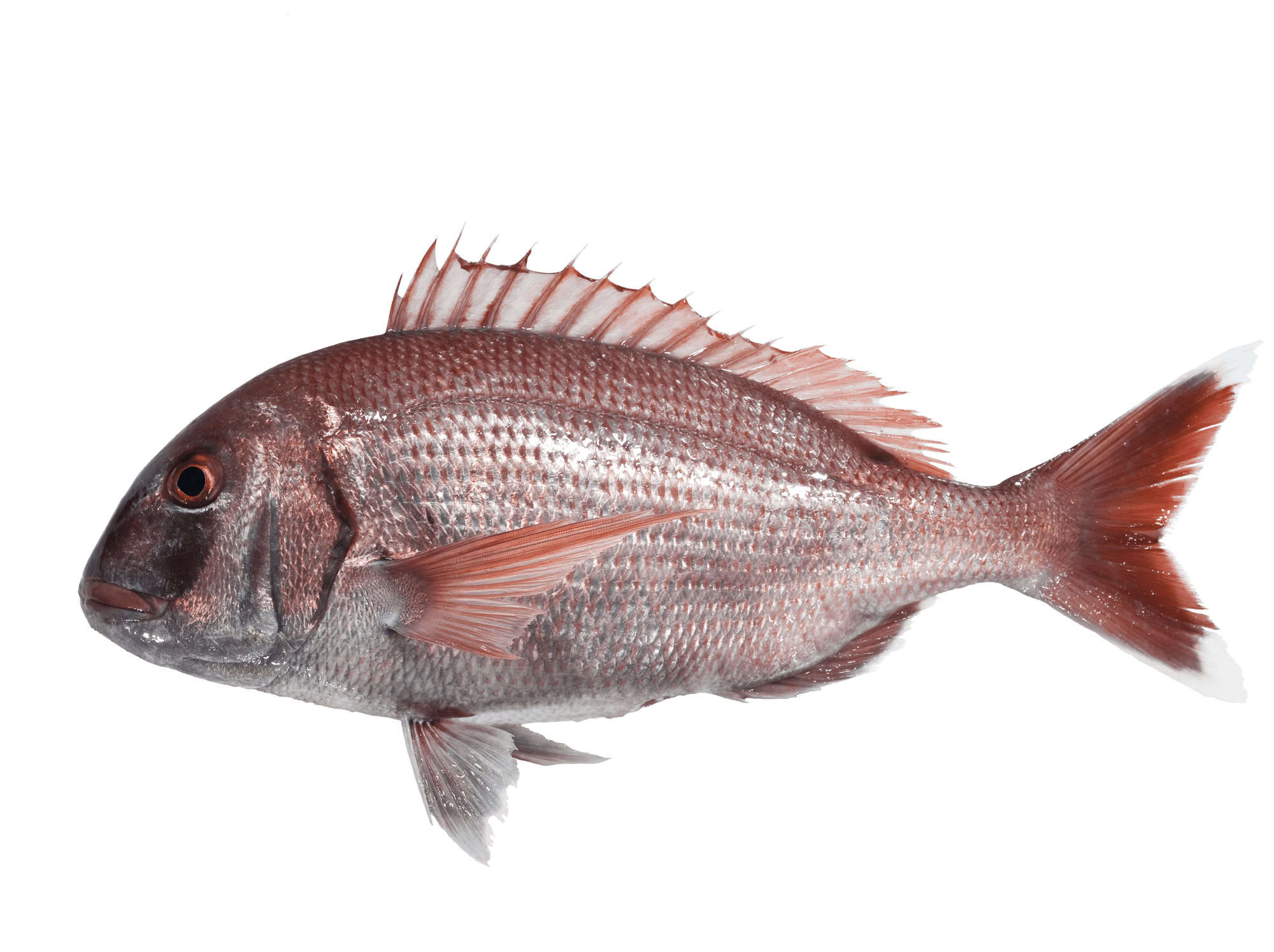 Pargo – Vasco Louro