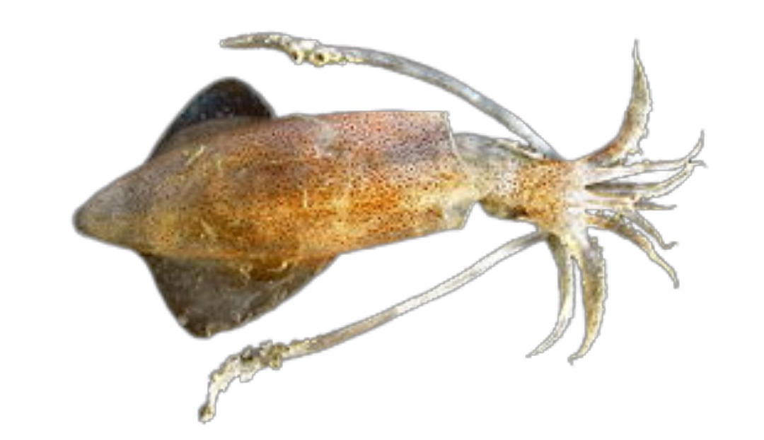 Lula – Vasco Louro