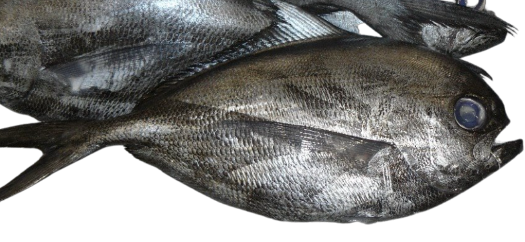 Chaputa – Vasco Louro