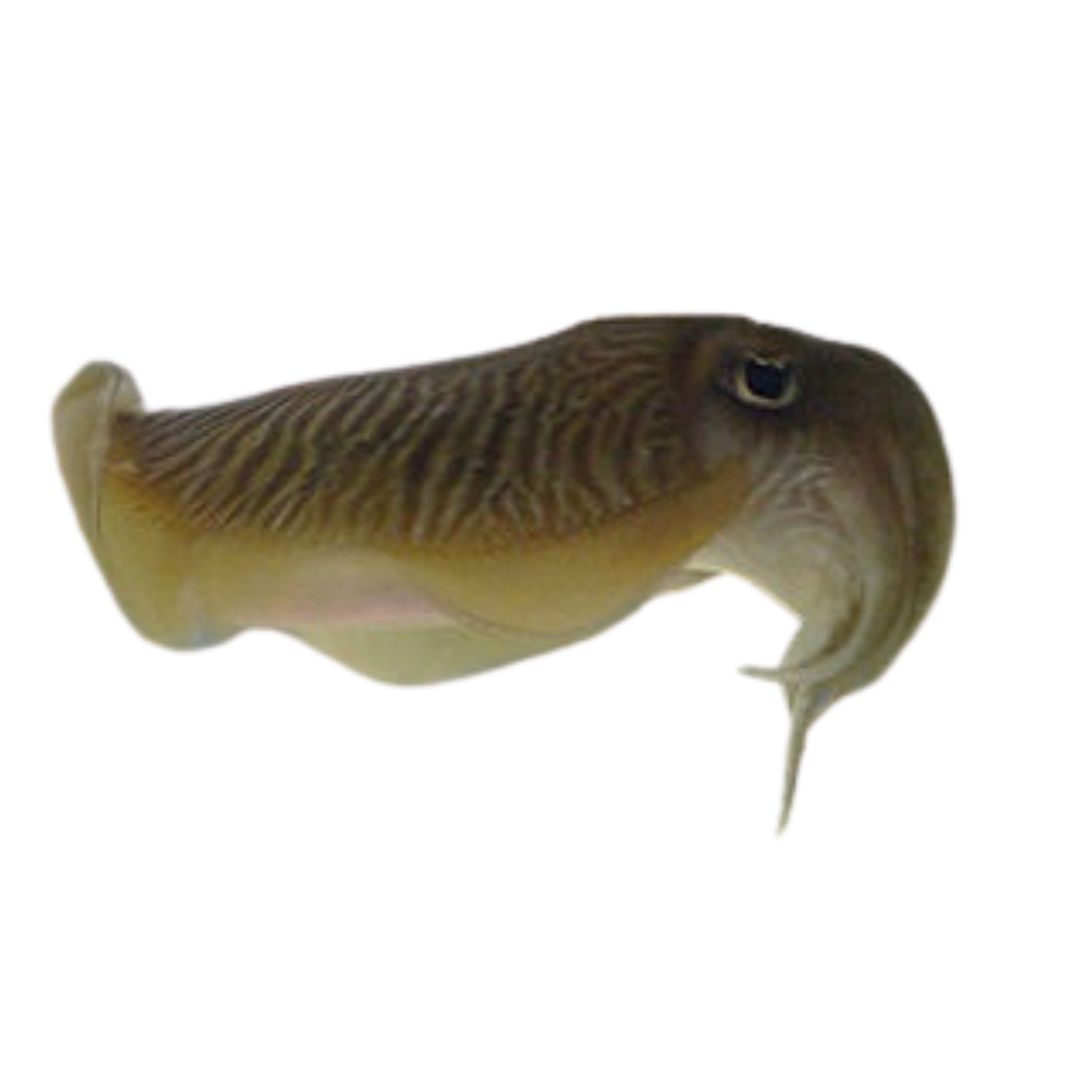 Pescados – Vasco Louro