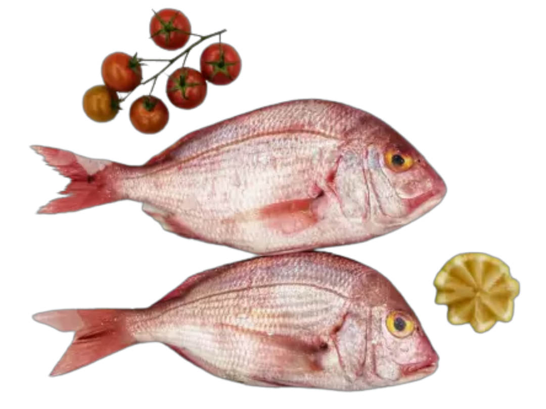 Dentão – Vasco Louro