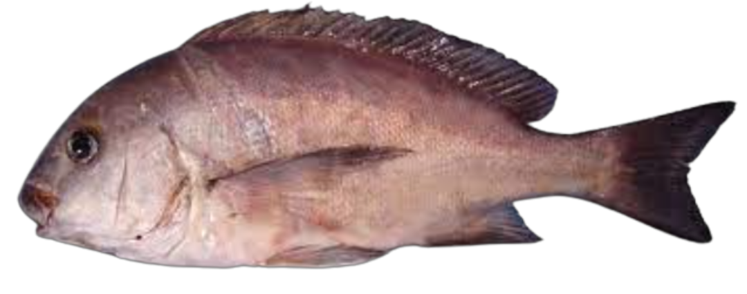 Pescados – Vasco Louro