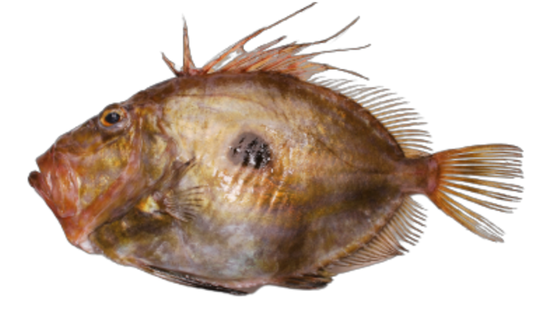 Peixe Galo – Vasco Louro