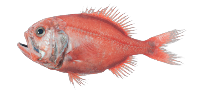 Peixe Relógio – Vasco Louro