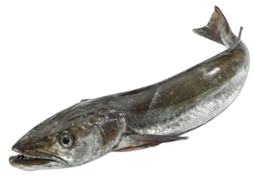 Pescada – Vasco Louro