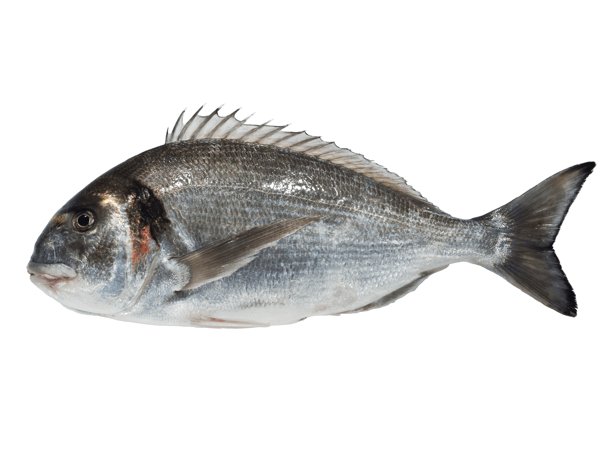 Dourada – Vasco Louro